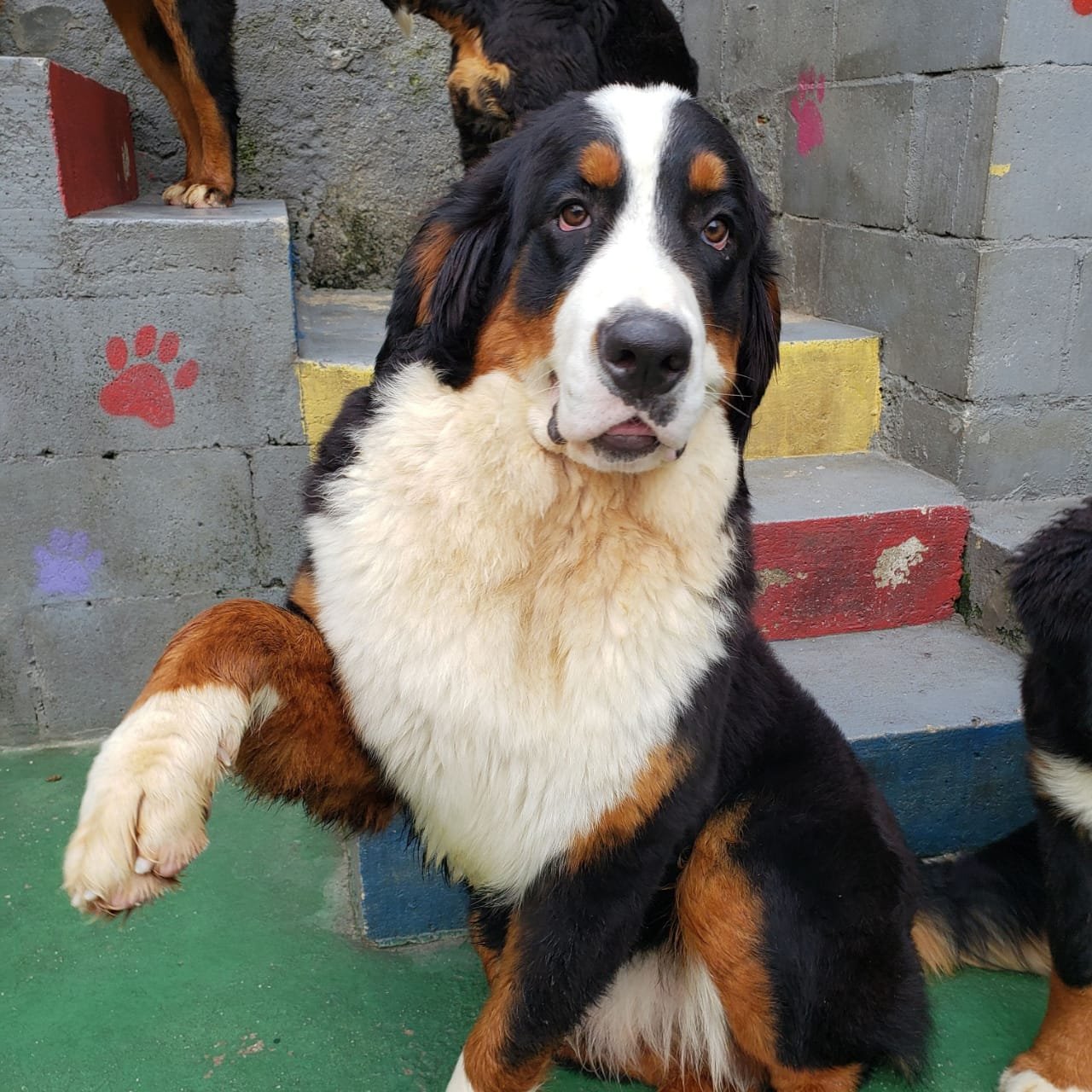 Filhote de Bernese Mountain Dog | Canil Balantine - Boiadeiro Bernes.